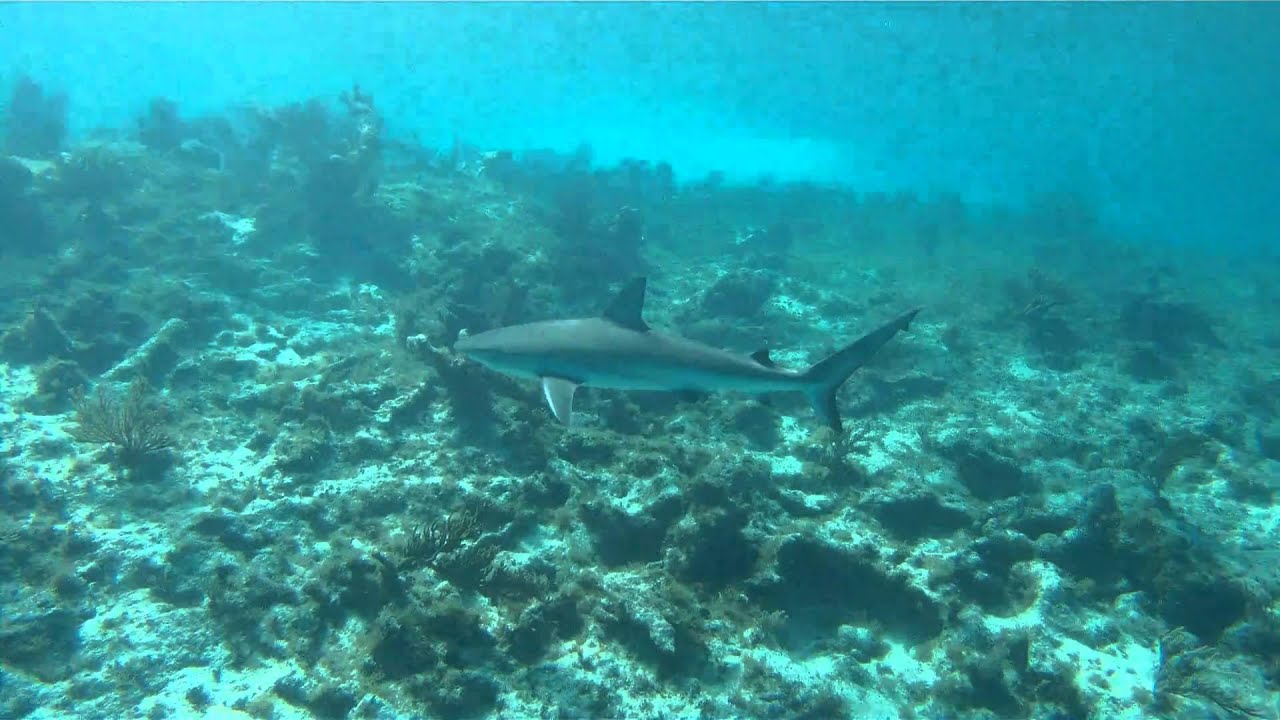 Curious Shark - YouTube