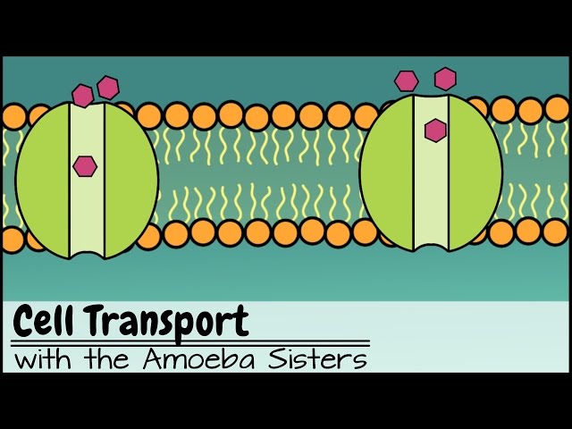 Cell Transport Worksheet Biology Active Transport Worksheet | Teaching