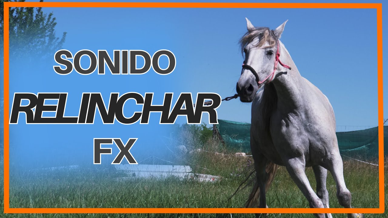 🐎 RELINCHAR caballo SONIDO - YouTube