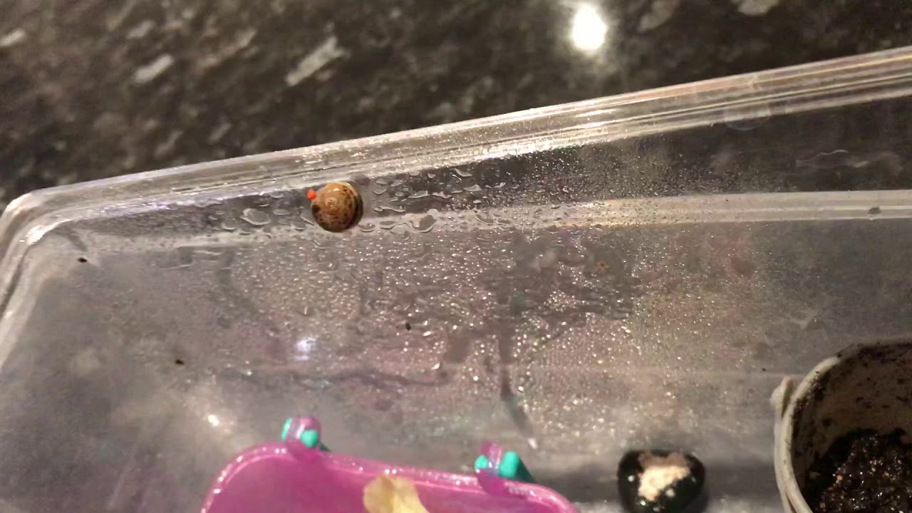 Pearl the tiny baba snail and her carroty poop and wicked white striped ...