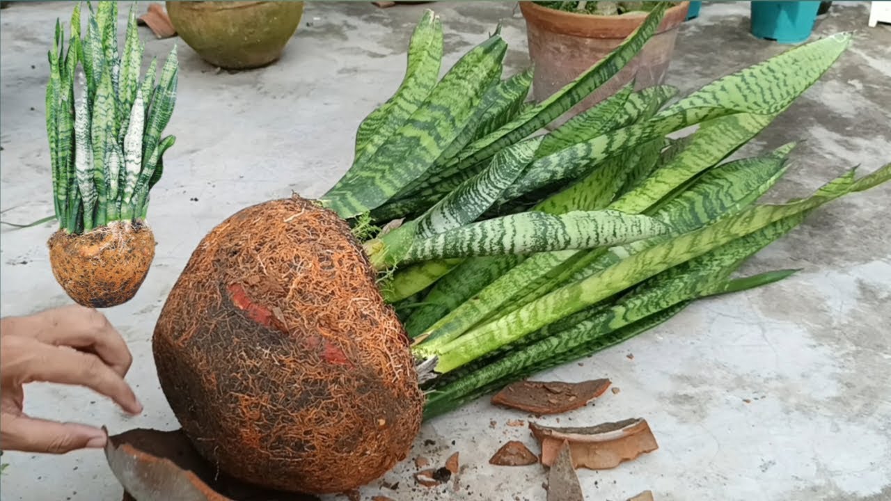 Overgrown Snake Plant Makeover 🌿 Full Top Cutting & Propagation Journey ...