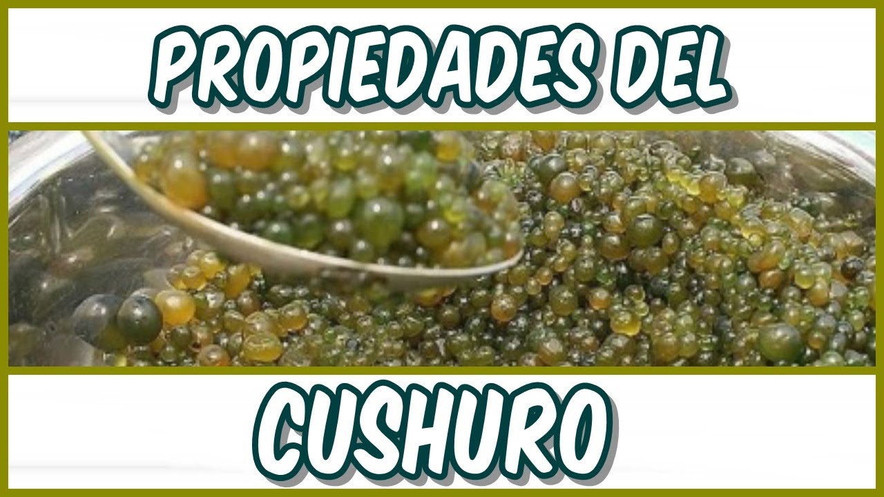 CONOCE LOS BENEFICIOS NUTRITIVOS QUE TE BRINDA EL CUSHURO - YouTube
