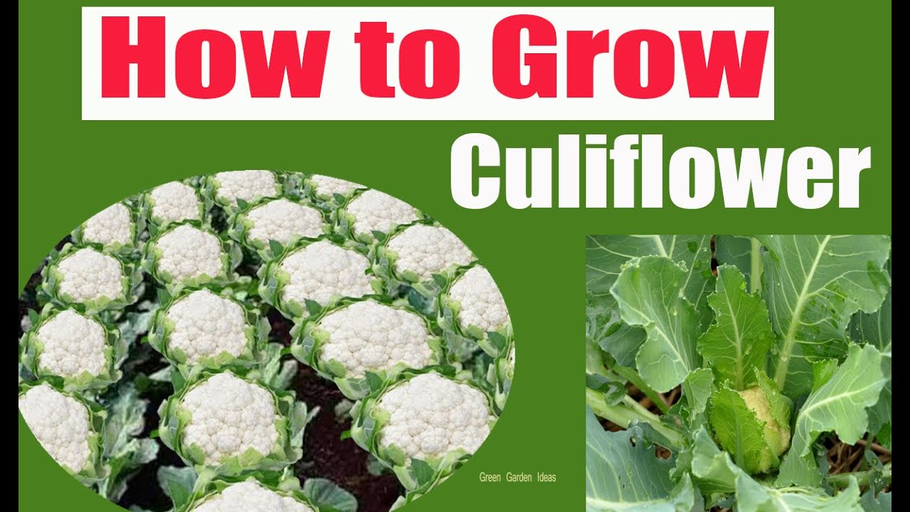 How to Grow Culiflower in your Garden | Green Garden Ideas - YouTube