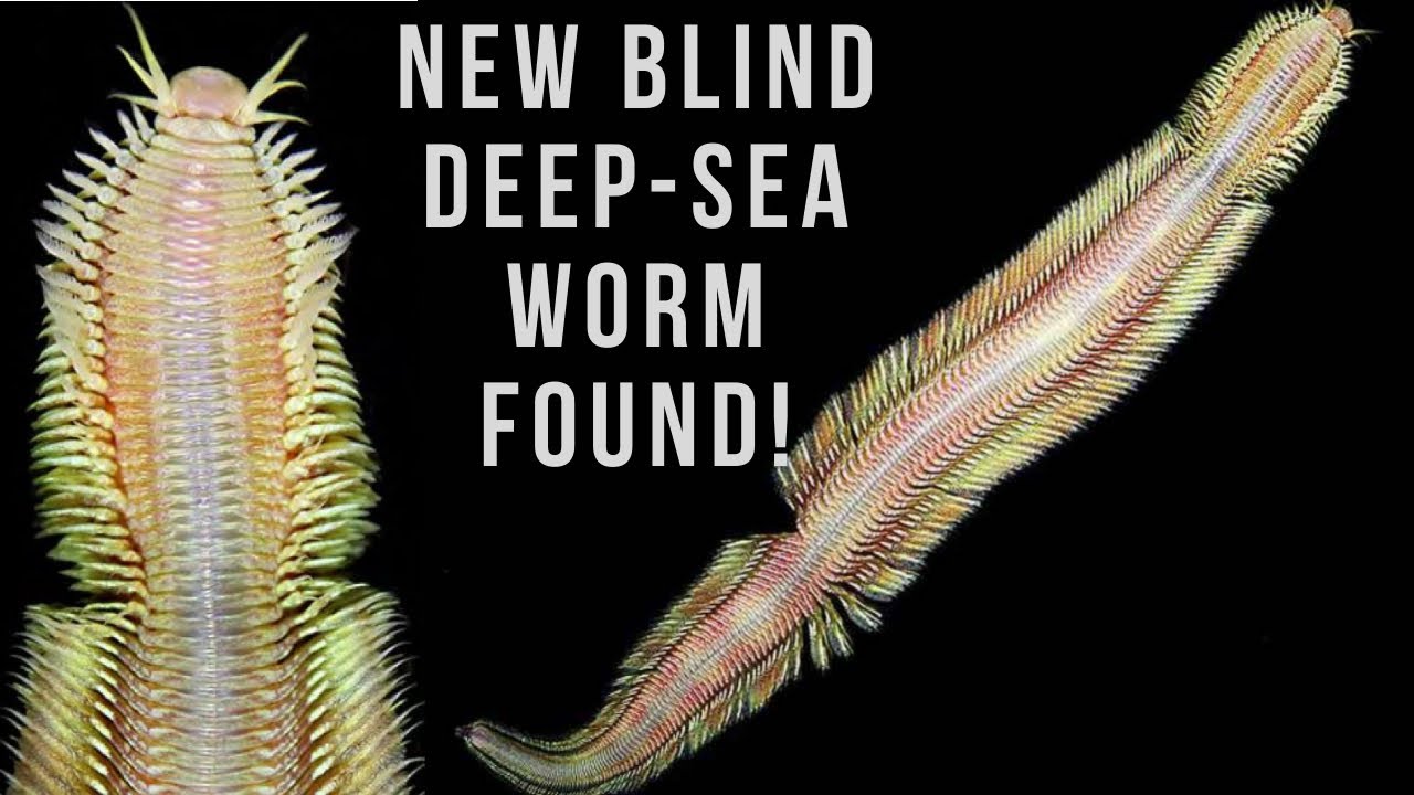 New Blind Deep-Sea Worm Found in Methane Seeps! - YouTube