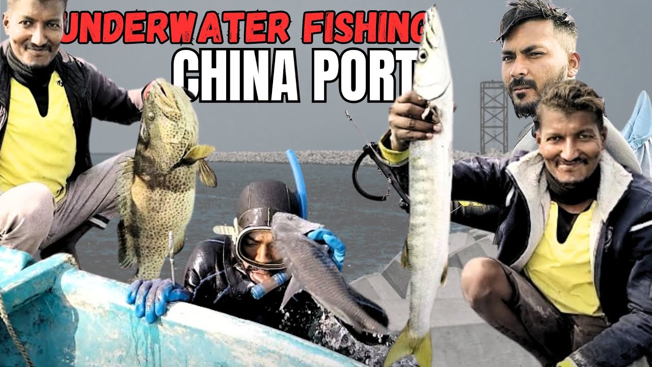 Spearfishing Underwater Gissar Fish (Hamour Fish) Hunting in China Port ...