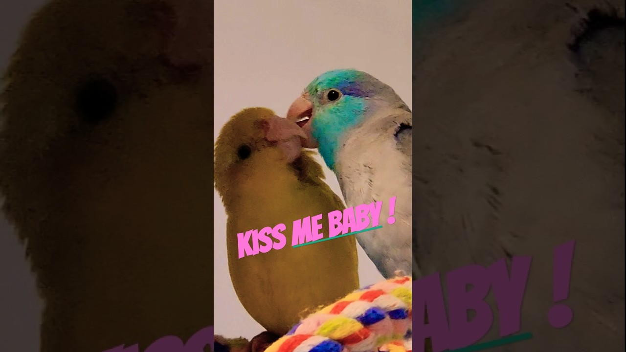 Have you ever seen birds cuddle and Kiss ? Check out these 2 Lovers ! #Kiss #love #parrot ...