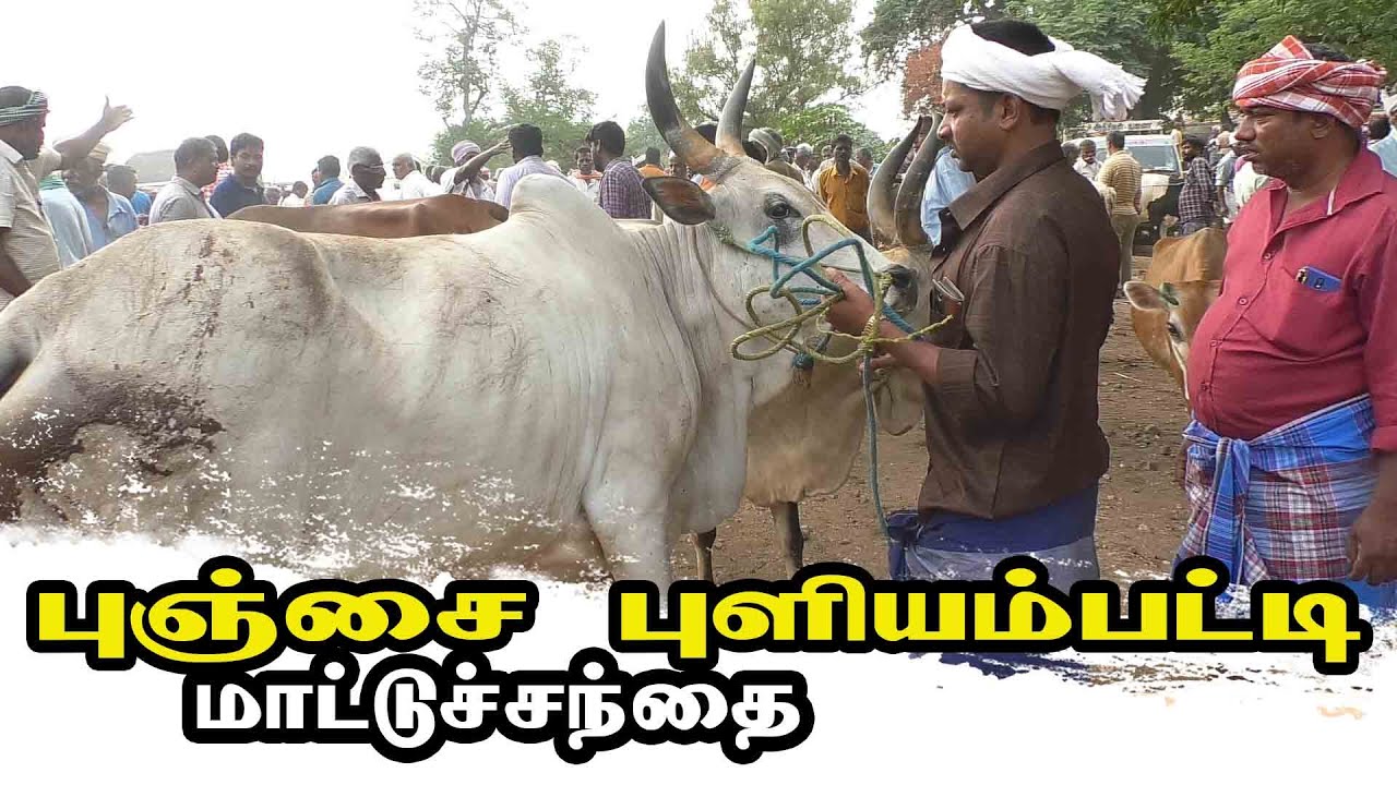 Punjai Puliampatti mattu santhai | புஞ்சை புளியம்பட்டி மாட்டு சந்தை ...