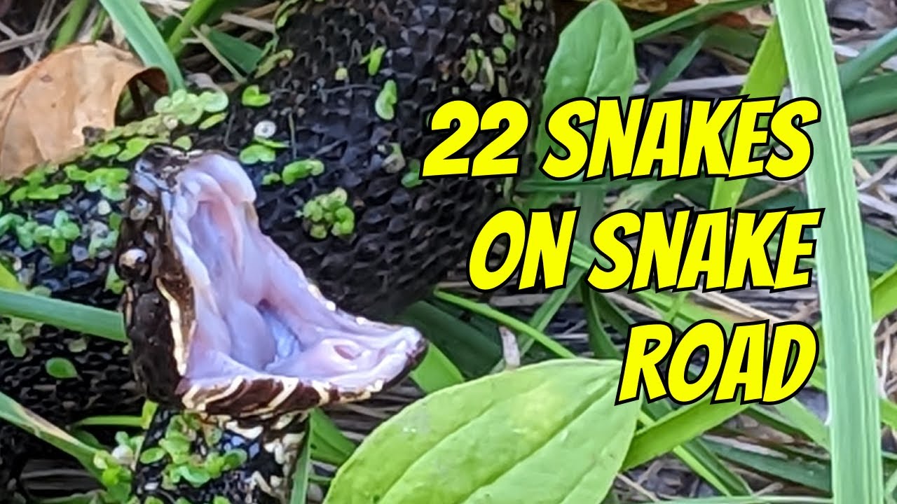 22 Snakes on Snake Road | Field Herping Illinois - YouTube
