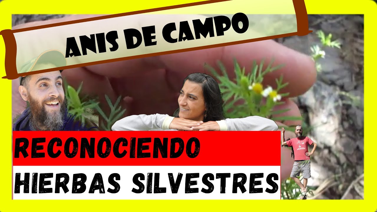 Propiedades del Anis de campo | Anisillo | Revalorizando hierbas ...