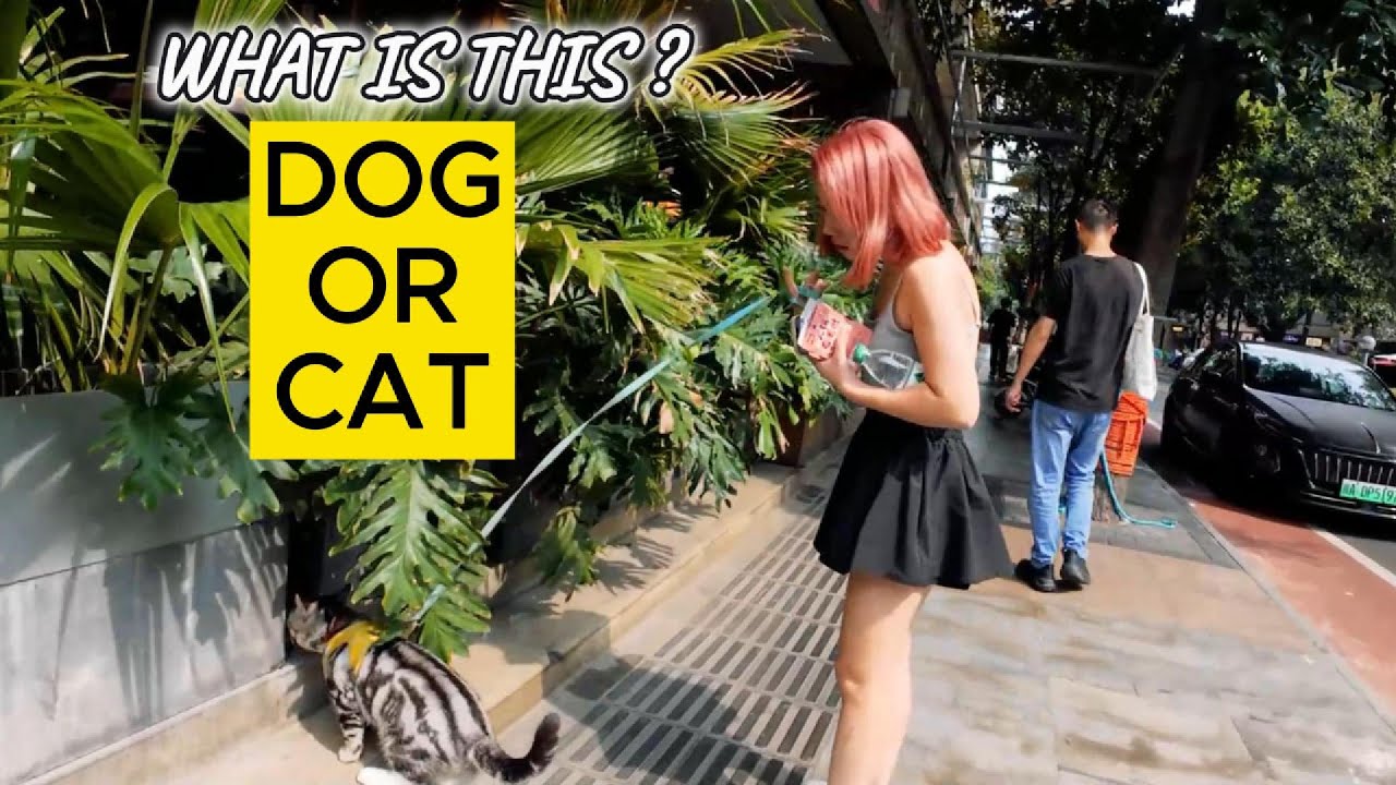 A Cat Walks the Streets of Chengdu?! 🐱 + Sweet Bingsu & Street Vibes 🍧 ...