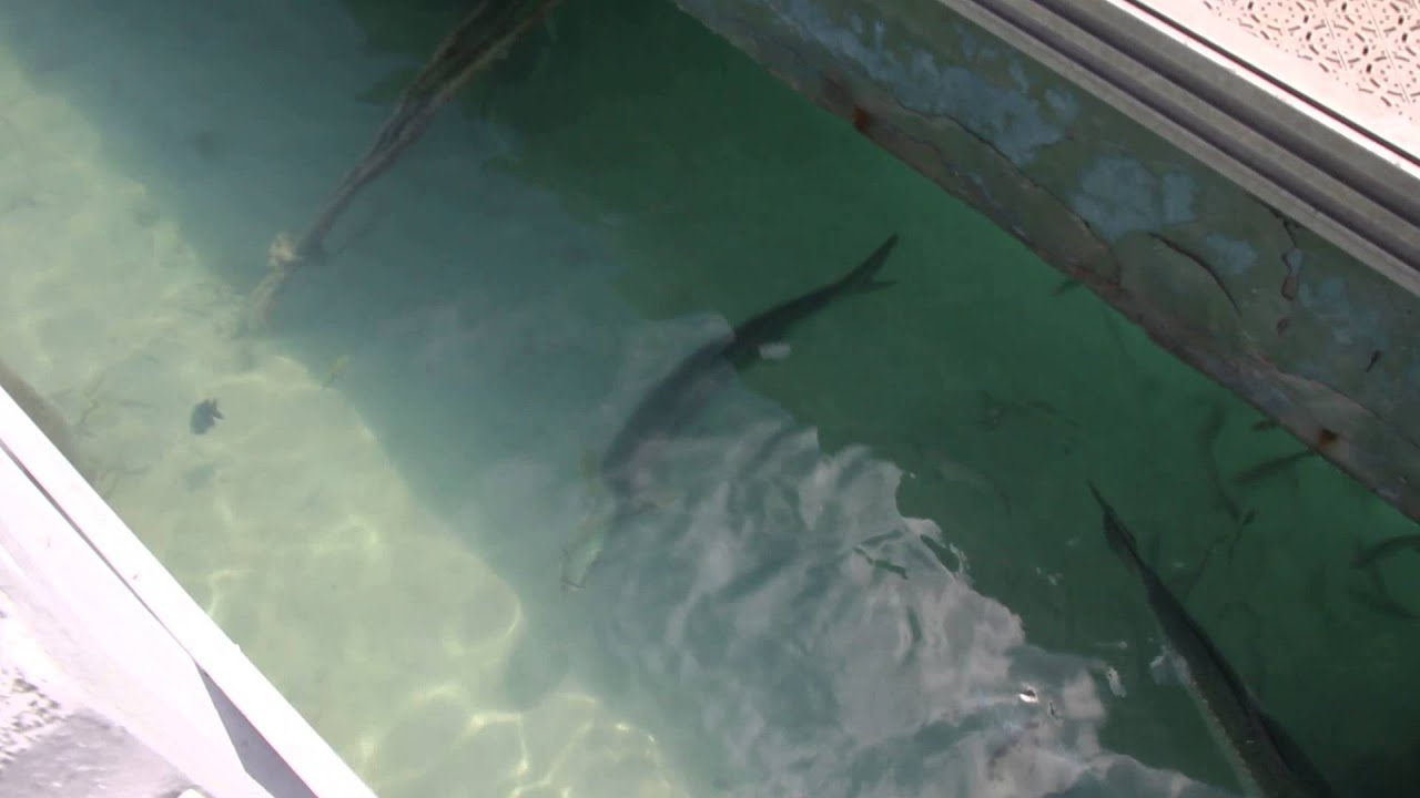 Huge Sabalo fish at Cayo Largo (Full HD) - YouTube