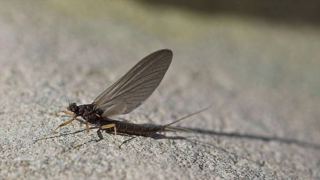 WD40, Part V, Simple Flies ... - YouTube