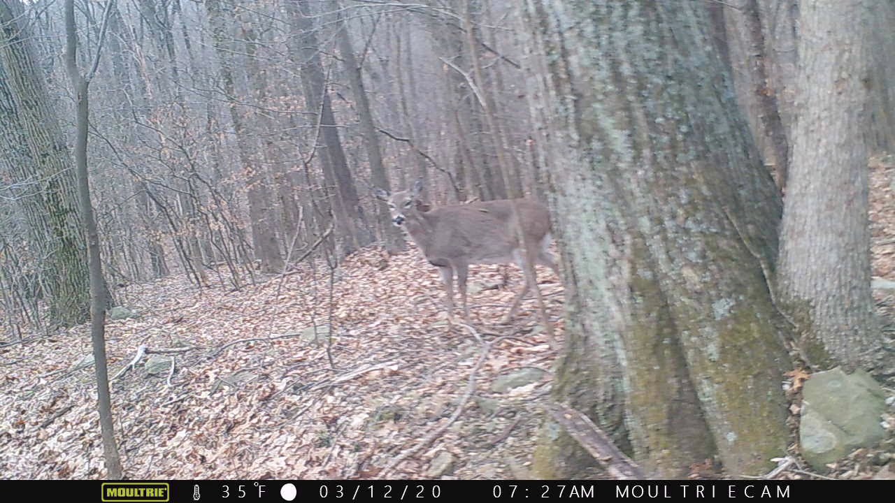 Deer doing weird things with his mouth - YouTube
