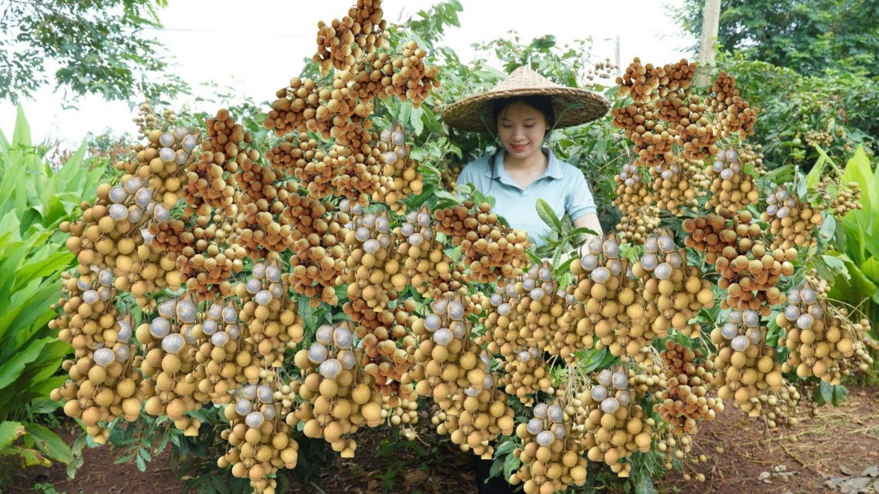 Harvesting longan fruit and DOI fruit to go to the market to sell ...