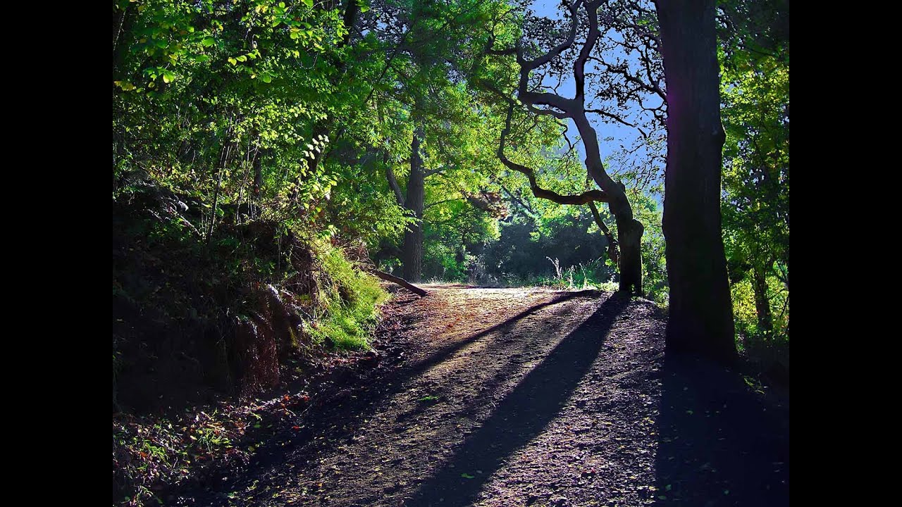 Munnar : Forest Walk Through #explore - YouTube
