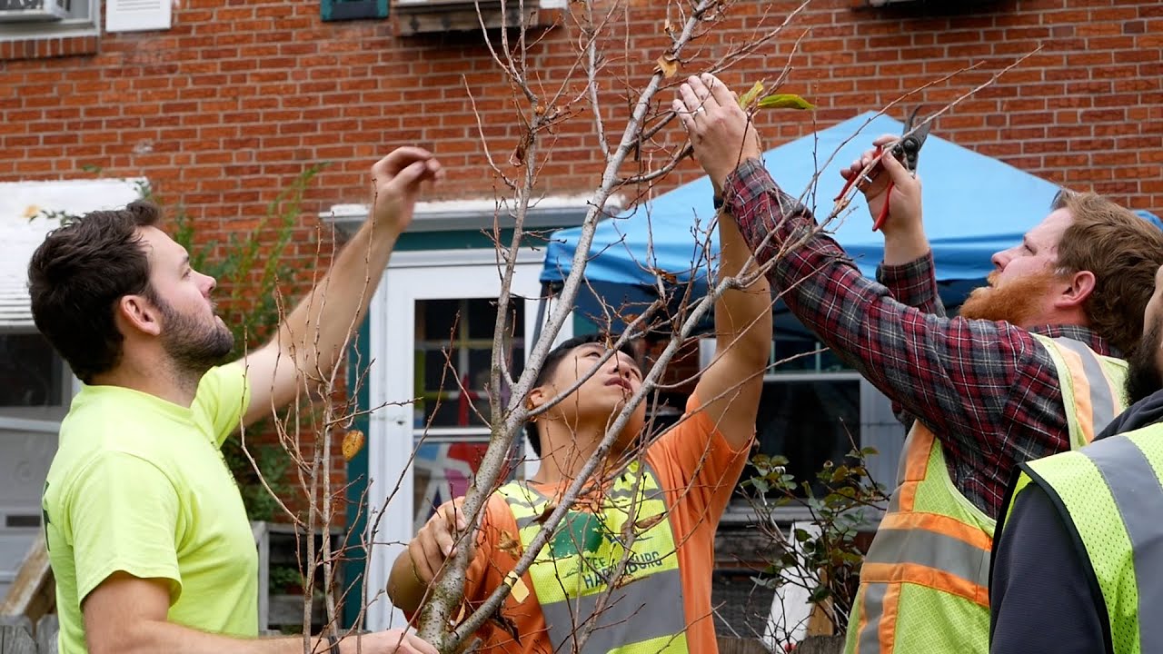 Fall seasonal tree planting underway in Harrisburg, October 27-29 - YouTube