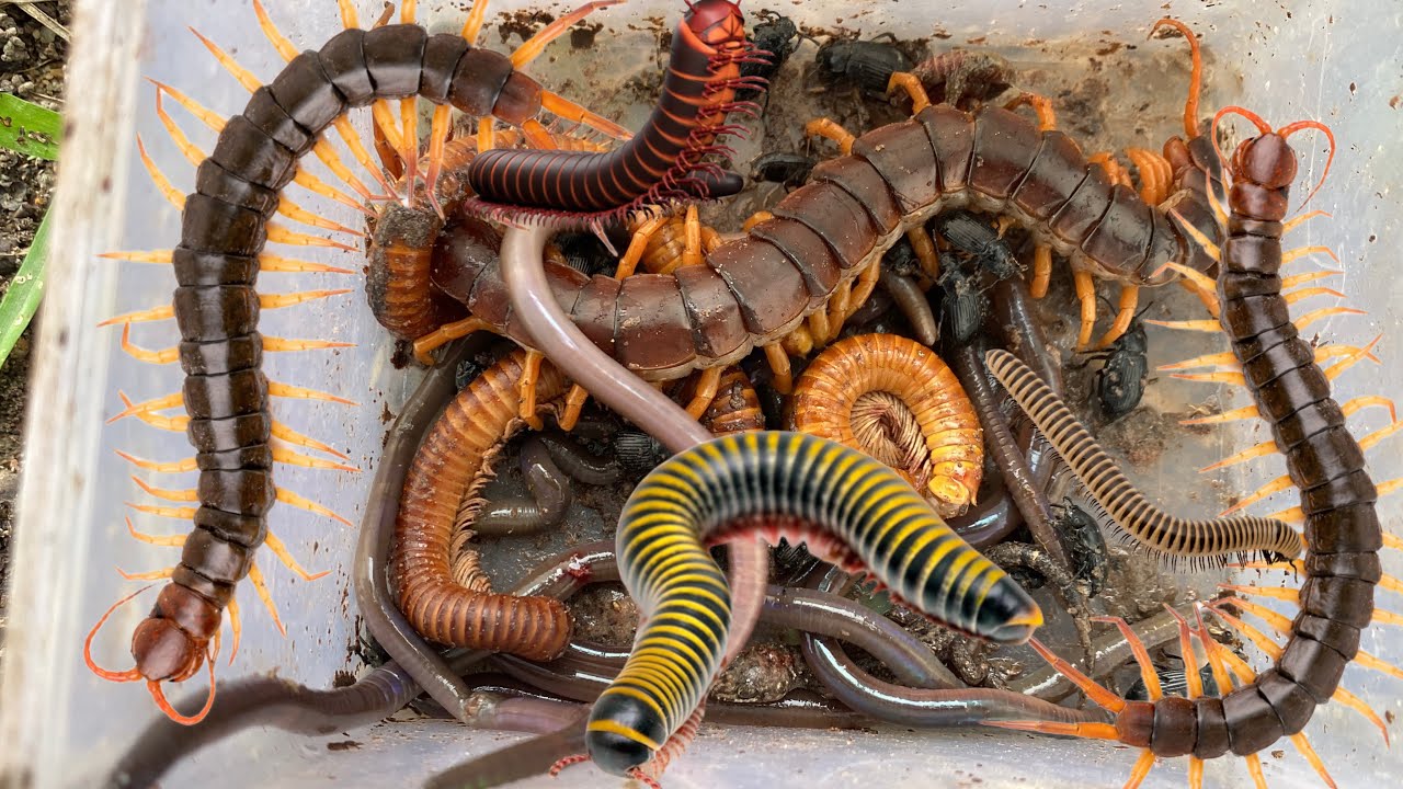 Woo Amazing looking insects,Giant Centipedes,Earth worms,Giant ...