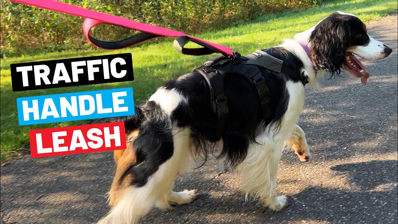 Best Dog Leash With Traffic Handle - YouTube