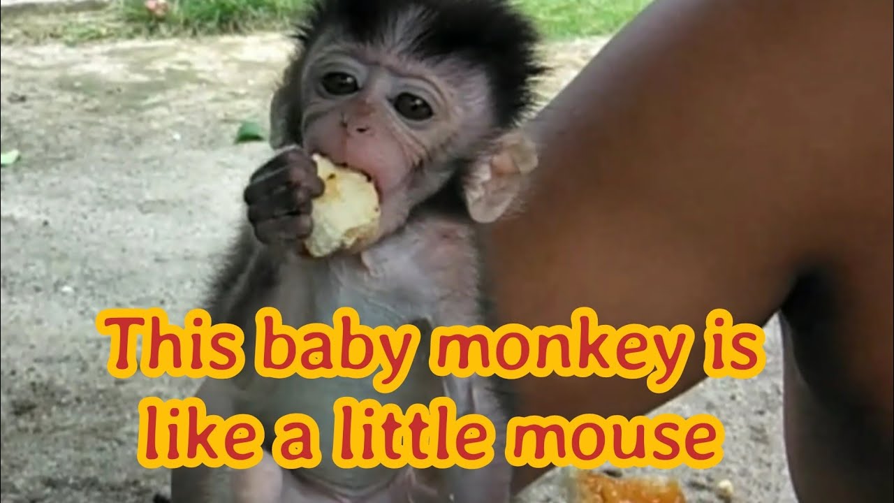 This baby monkey is like a little mouse - YouTube