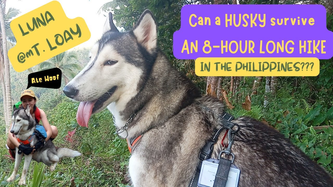 Luna at Mt. Loay | Siberian Husky hiking in the Philippines | 8-hour ...