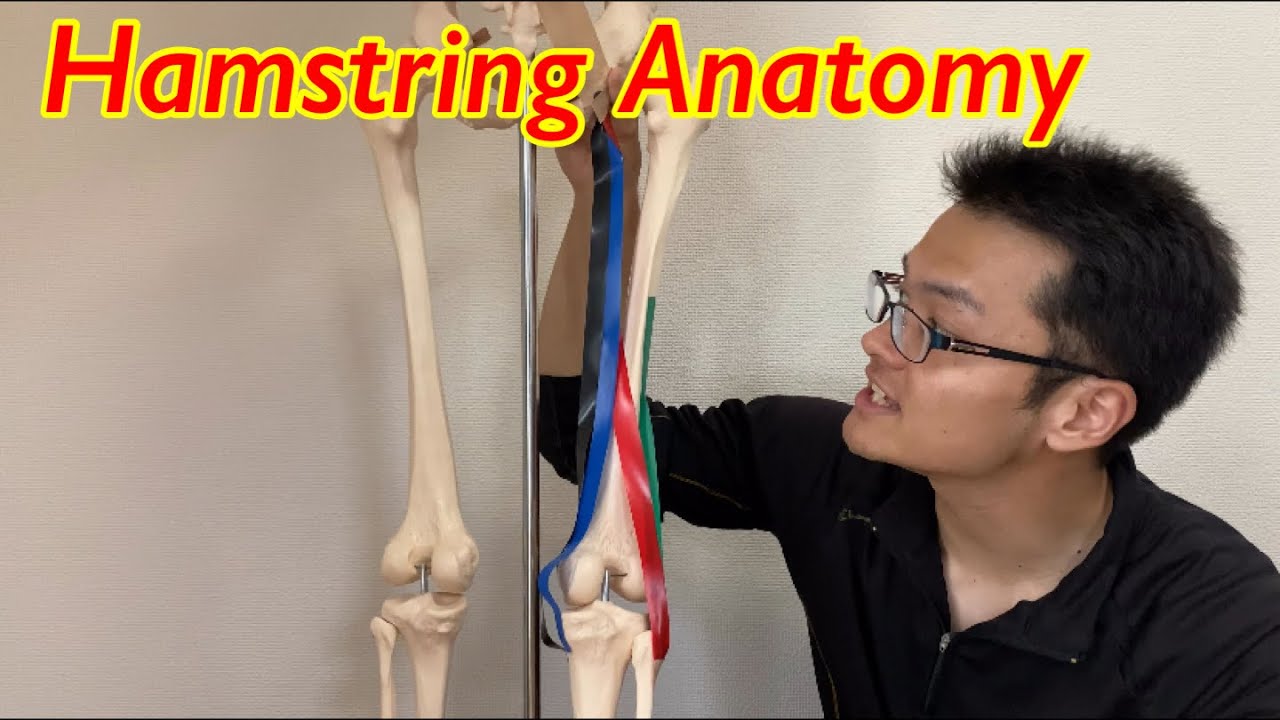 Anatomy of hamstring (English) - YouTube