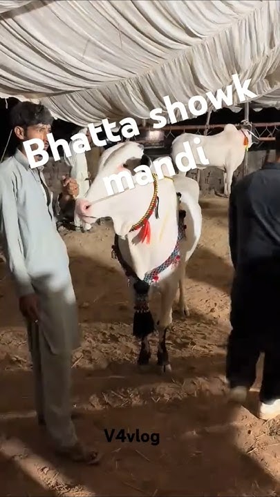 Bhatta Chowk mandi ka first truck unload | white nukra wacha #4k #foryou #foryoupage #cow - YouTube