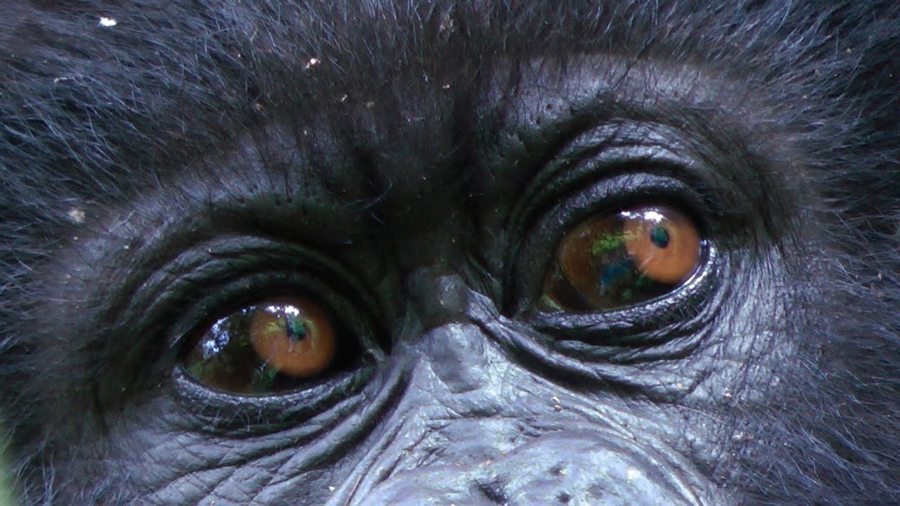 the great ape? - YouTube