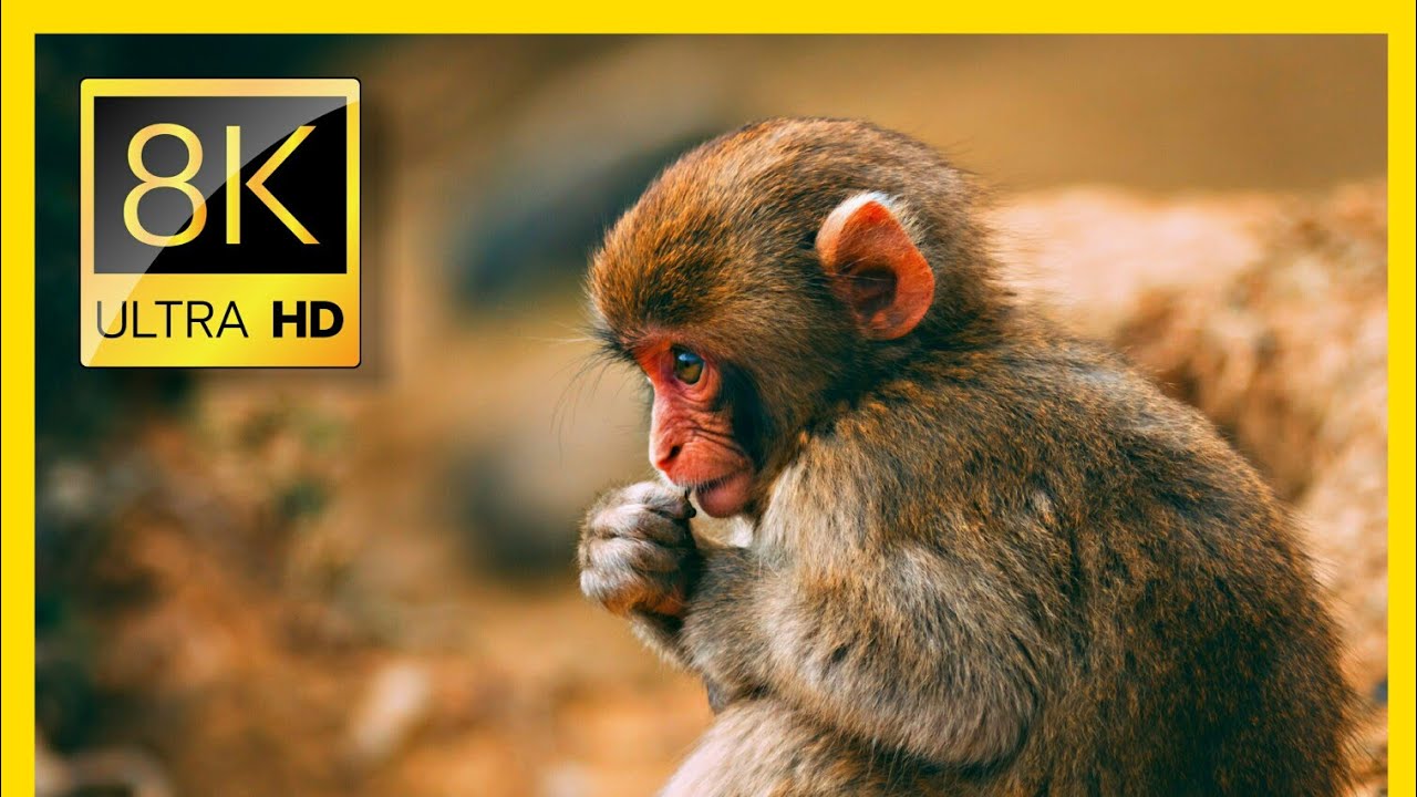 Amazing Animals Collection 8K HDR 60FPS ULTRA HD || Unique Animals ...