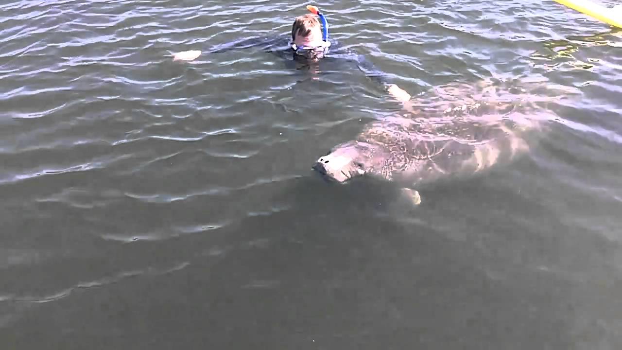 Manatee Rolling - YouTube