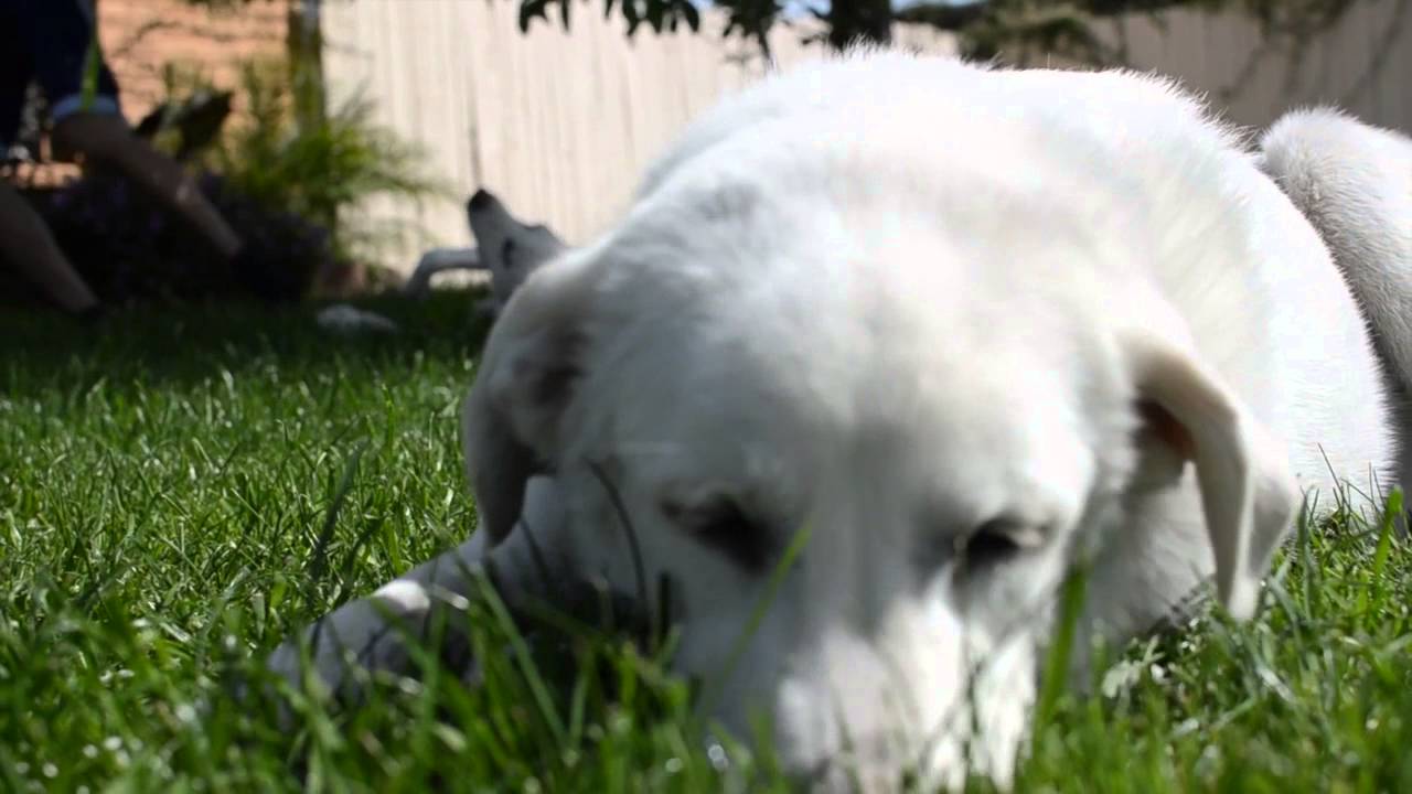 Simba Guerrero Footage 1 - YouTube