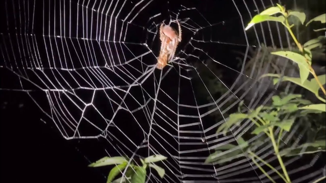 Samon gagamba ngayun lang Naka kuha uwi na agad - YouTube