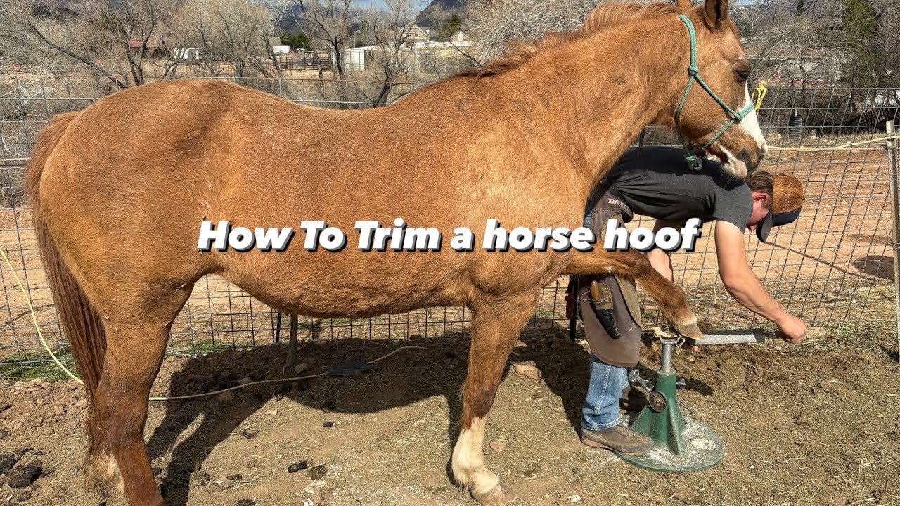How To Trim a Horse Hoof | Horse Hoof Restoration (Satisfying) - YouTube
