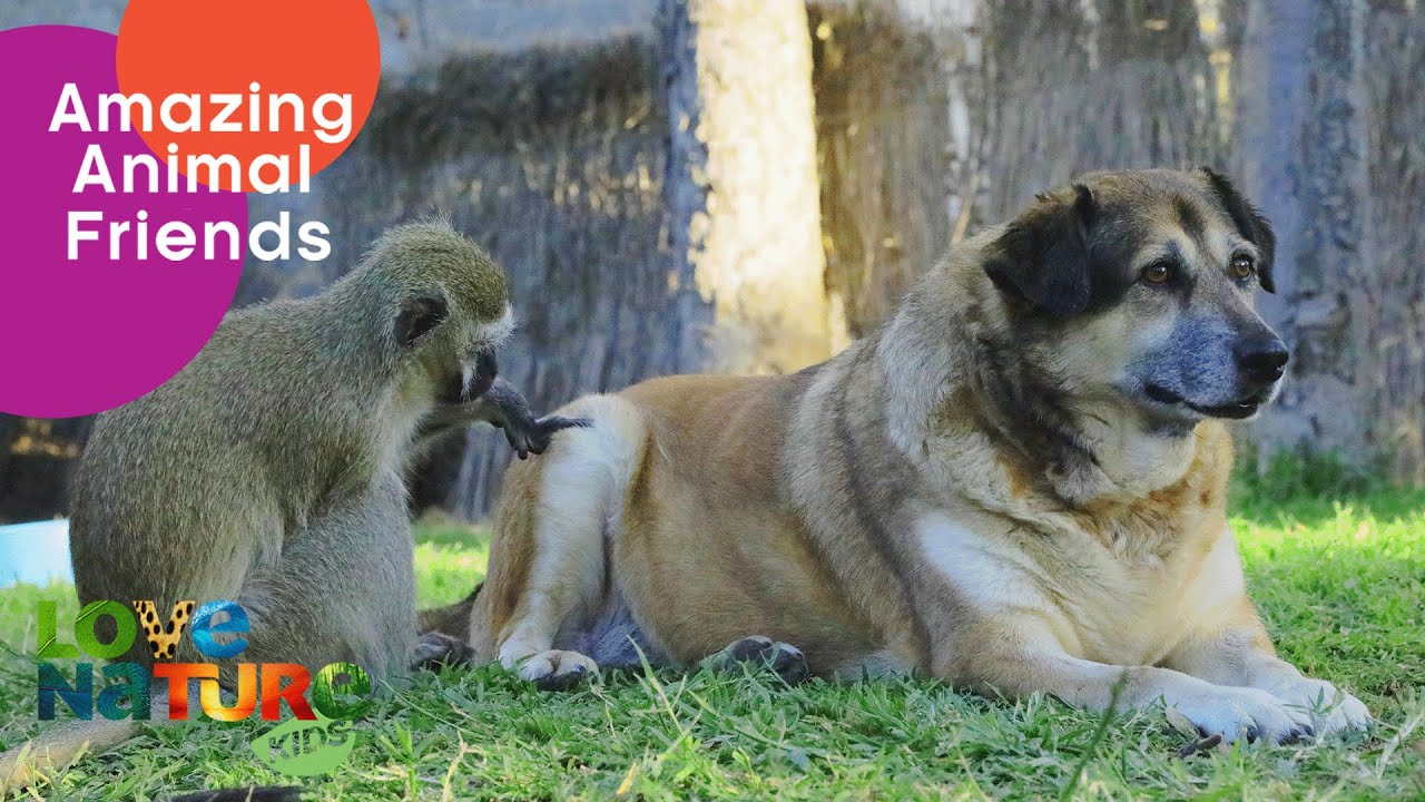 Horace the Monkey Makes Friends with Dogs | Love Nature Kids - YouTube