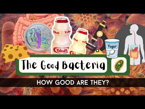 GOOD BACTERIA- HOW GOOD ARE THEY? - YouTube