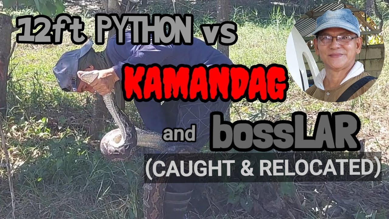 12ft PYTHON vs KAMANDAG & BOSS LAR (CAUGHT & RELOCATED) - YouTube