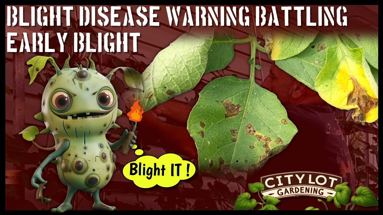 Blight Disease Warning Battling Early Blight on Sarpo Mira Potatoes and ...