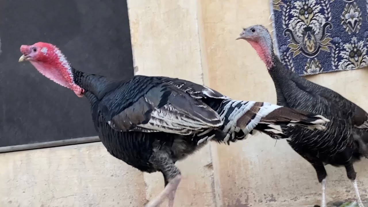 Turkey birds/new turkey birds/turkey birds in Pakistan/beautiful turkey ...