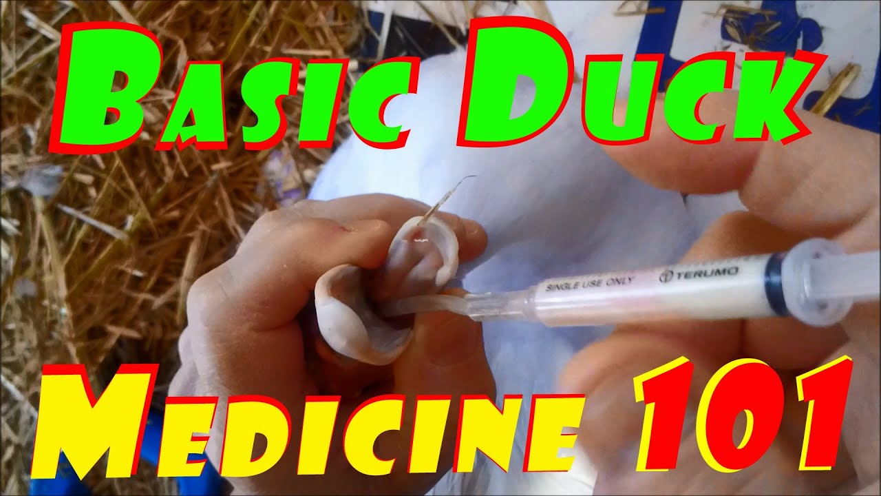 Another Busy Day In The Duck Hospital ER Poor Little Ducks #96 Breeding ...