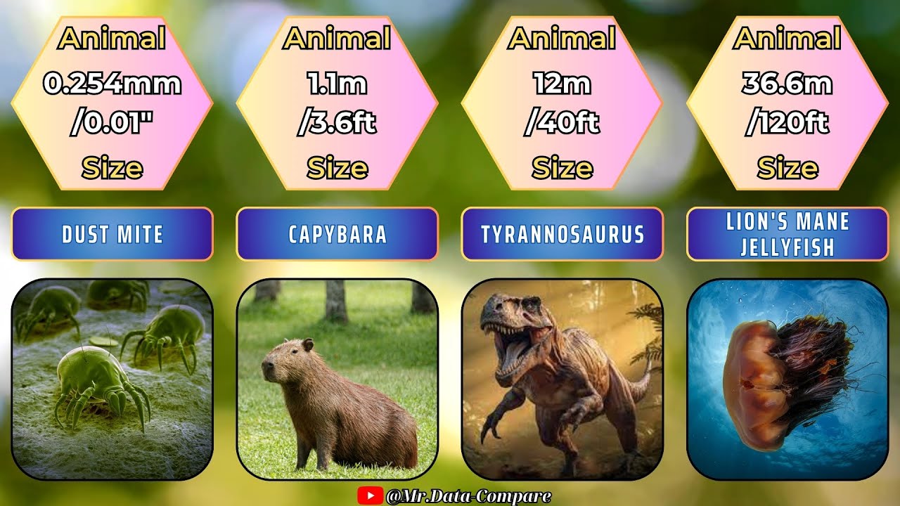 Compare animal sizes in order from smallest to largest 🔥 Compare data ...