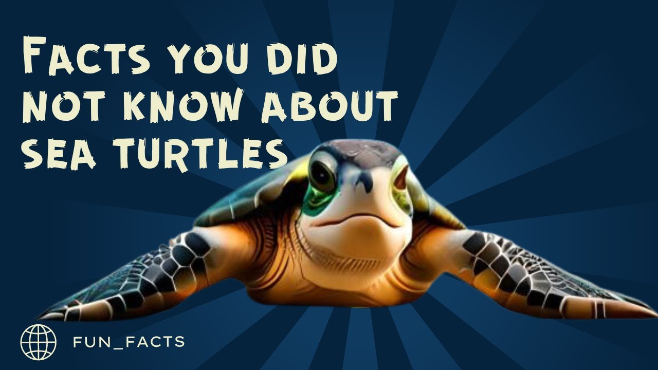 Fun Facts about SEA TURTLES || sea turtles hatching ||sea turtles ...
