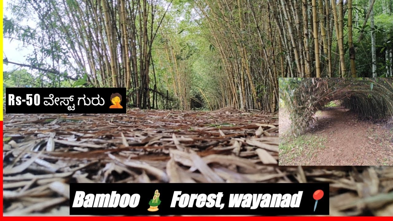 Bamboo Forest wayanad 📍//ಕನ್ನಡ// ಸುಮ್ನೇ ಟೈಮ್ ವೇಸ್ಟ್ ಗುರು 🤦 - YouTube