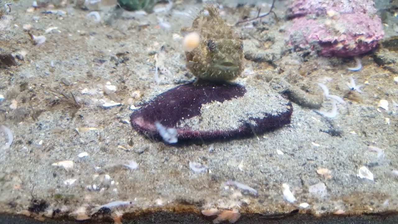 Spiny Pacific Lumpsucker - YouTube