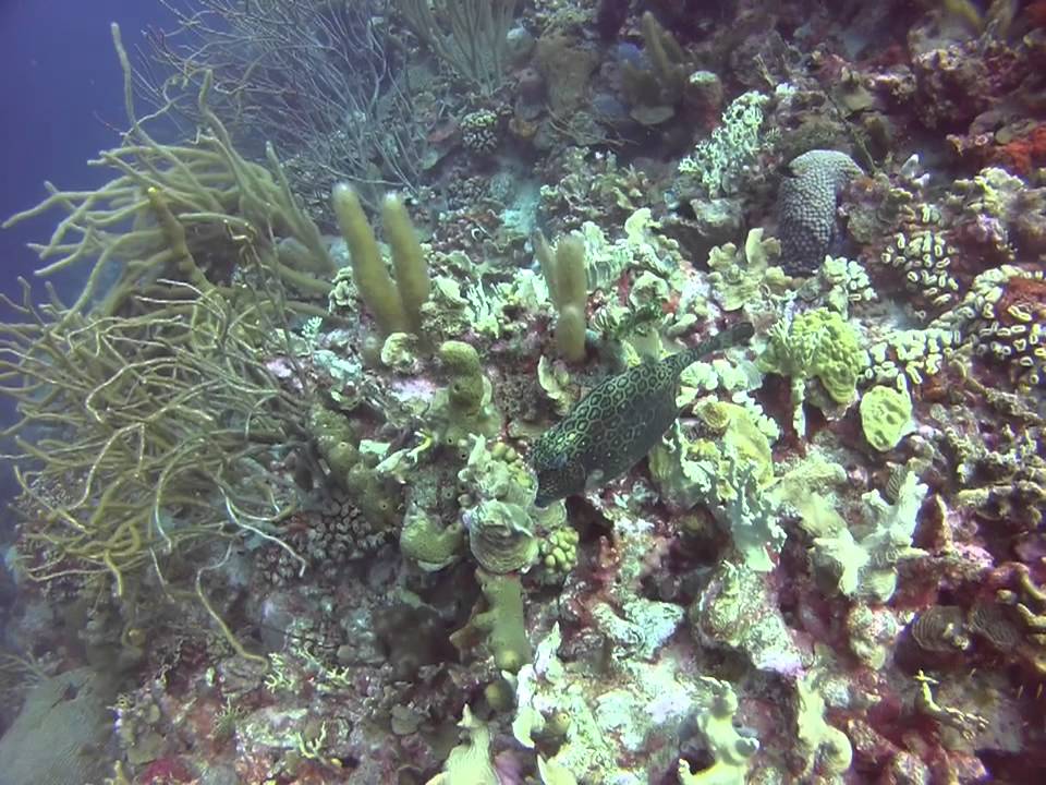 Cowfish enjoying a coral feast - YouTube