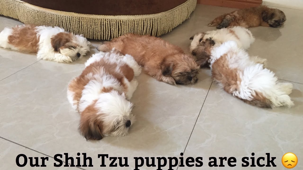 Our puppies are sick | Shih Tzu puppies getting sick | Lulu’s Story ...