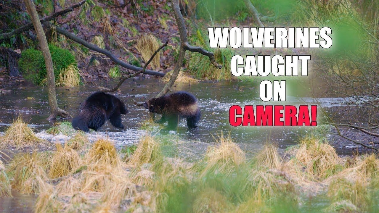 Wolverines 🐾 Caught on Camera! 🐾 - YouTube