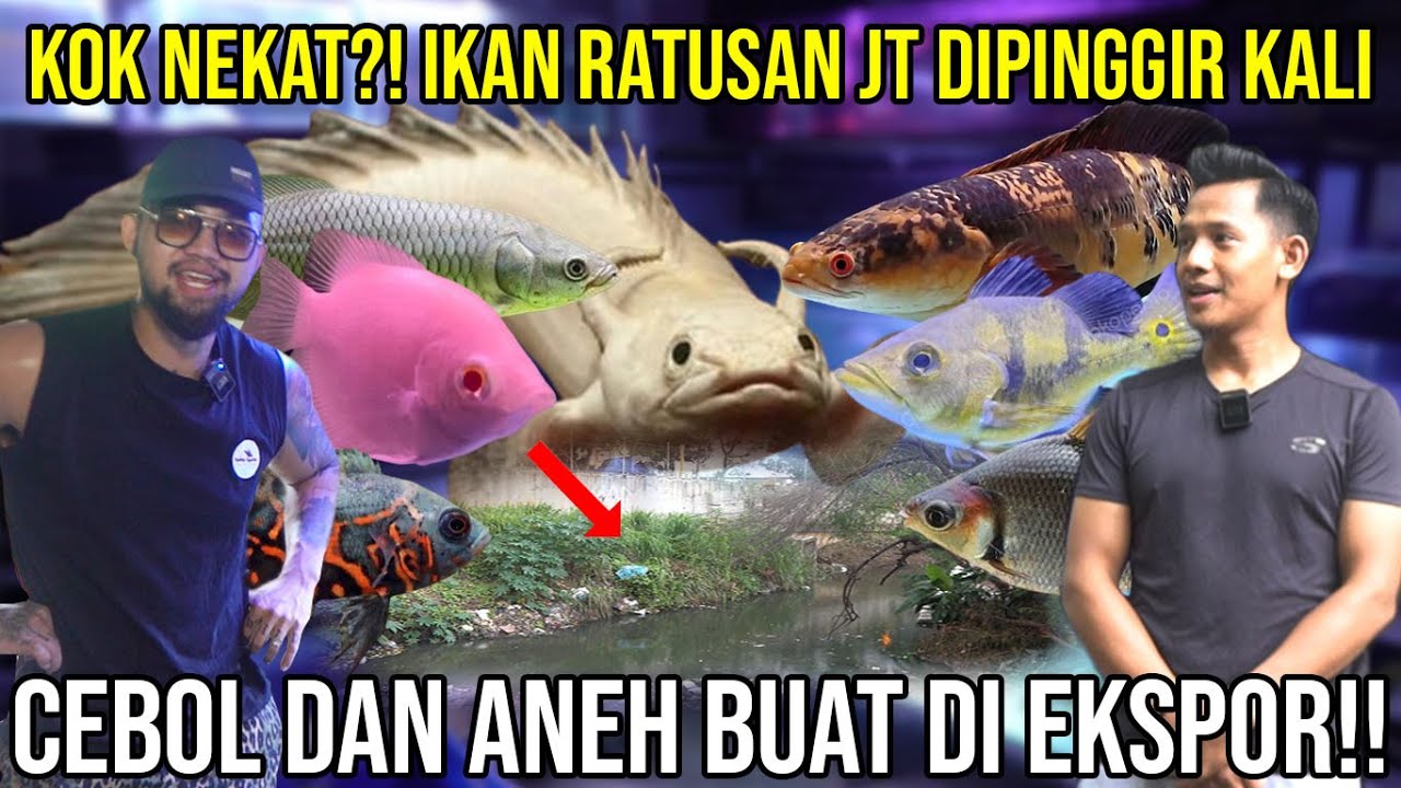 Kok Nekat Ikan Ratusan Jt Dipinggir Kali Cebol Dan Aneh Buat