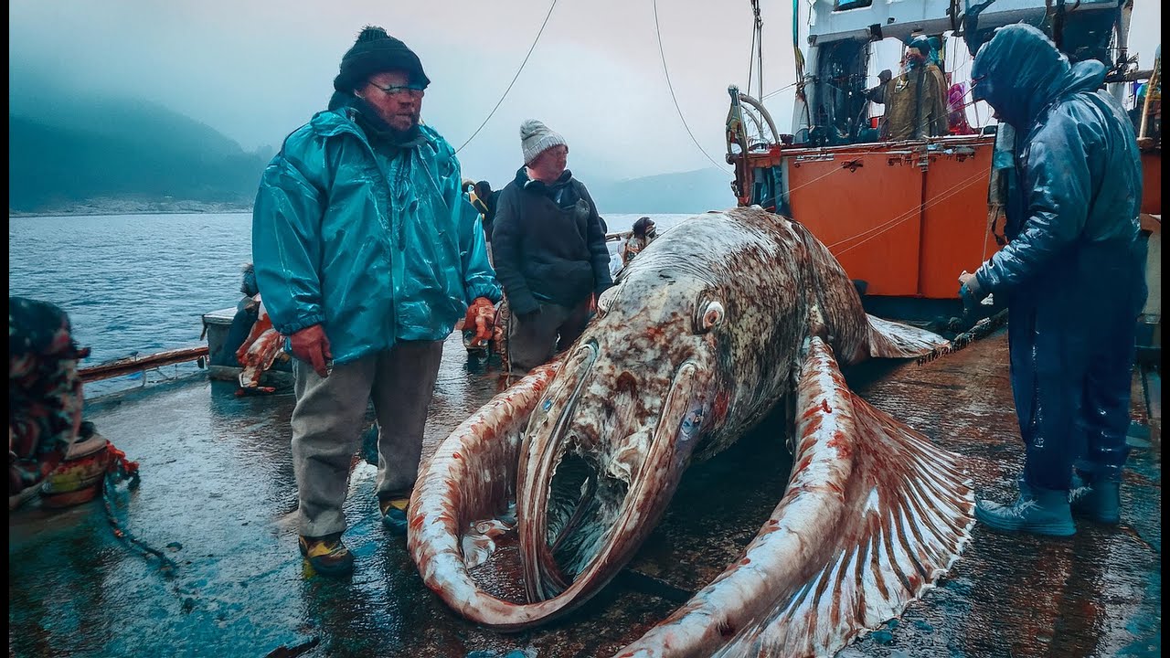 深海の生物 未確認生物 #aiart #ai #amazing #fishing #fish #都市伝説 #uma #深海 #釣り ...