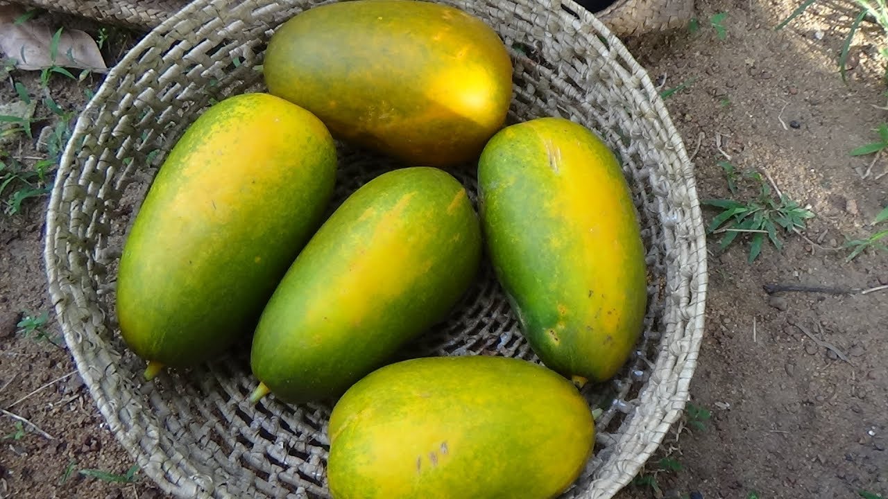 Village Foods Organic Kekiri (Melon) curry prepared in my Village by my ...