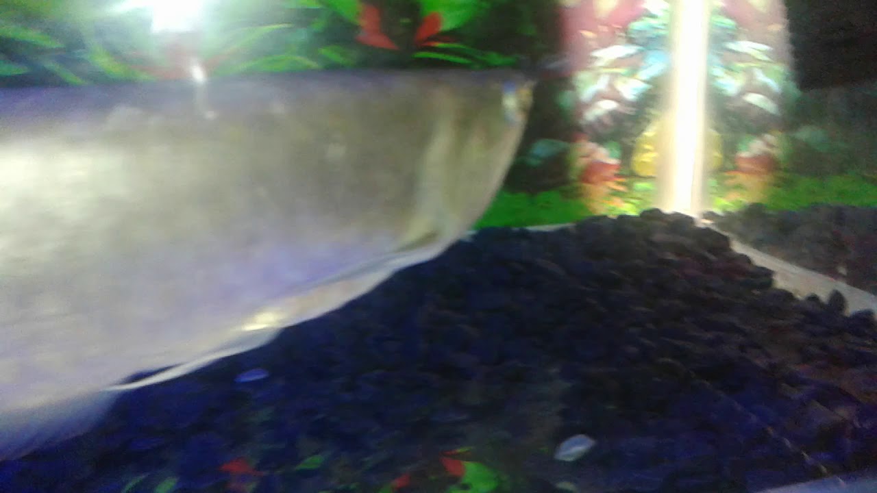 Arana fish - YouTube