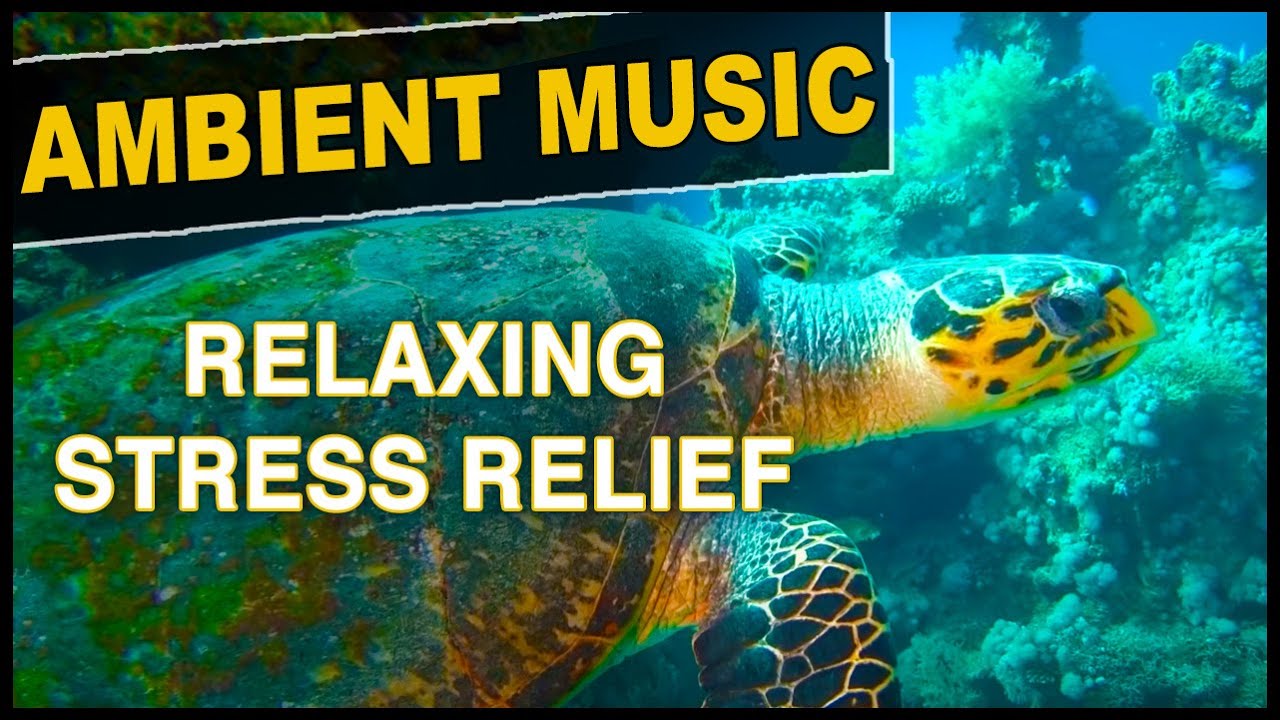 Marine Life Footage, Relaxing Ambient Music with Underwater Sounds ...